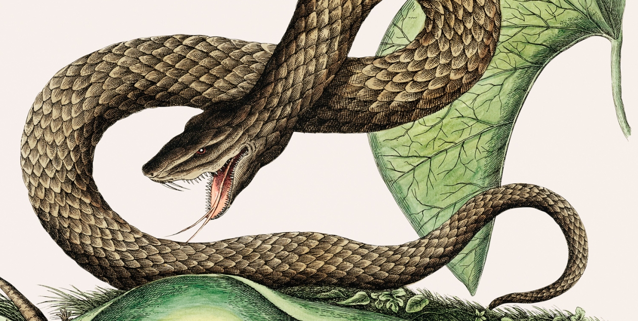 Brevkassen: Har slangen en symbolsk betydning? | Bibelselskabet